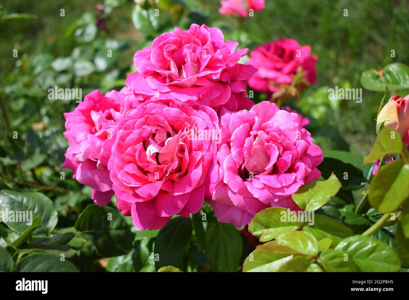 Bush wild delicate pink roses. plant background. Beautiful bush of pale ...