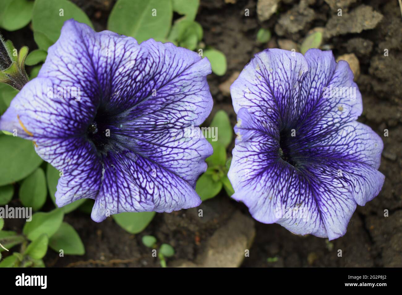 Petunia large-flowered Limbo Blue Veined. Flower of a petunia one-year ...