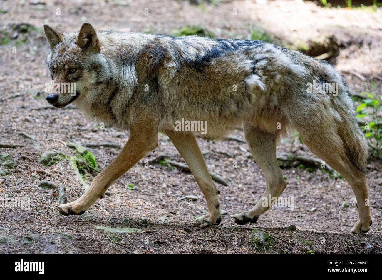 Lohberg, Germany. 11th June, 2021. A wolf walks through the enclosure ...