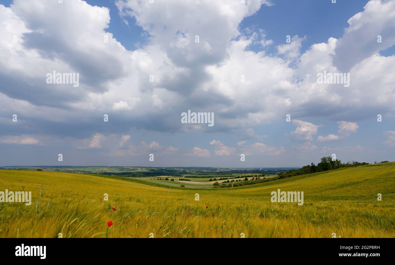 Grain field austria hi-res stock photography and images - Alamy