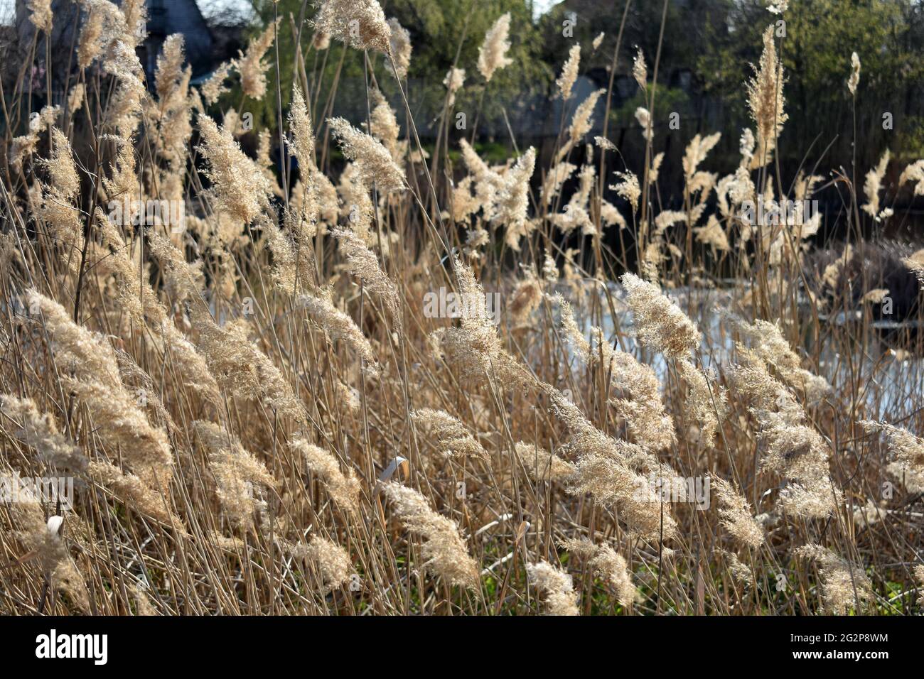 Closeup shot of dry fluffy reed grass in sunset rays Stock Photo - Alamy