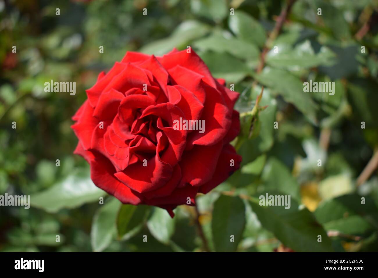 Big red rose close up. Deep Red color. Big beautiful red rose flower ...