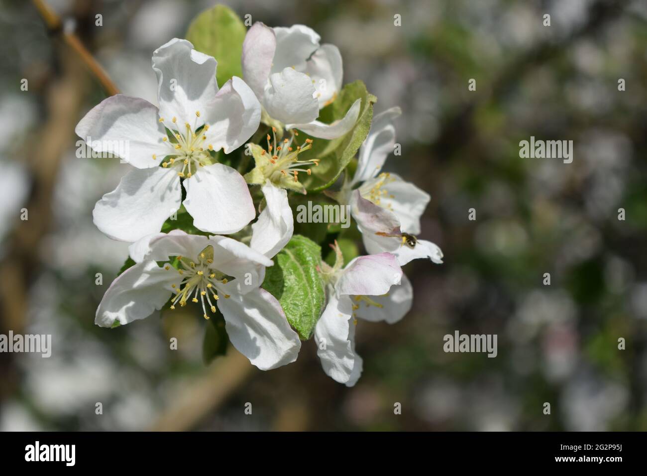 Spring Background, blossom, bokeh. Close up of the spring cherry ...