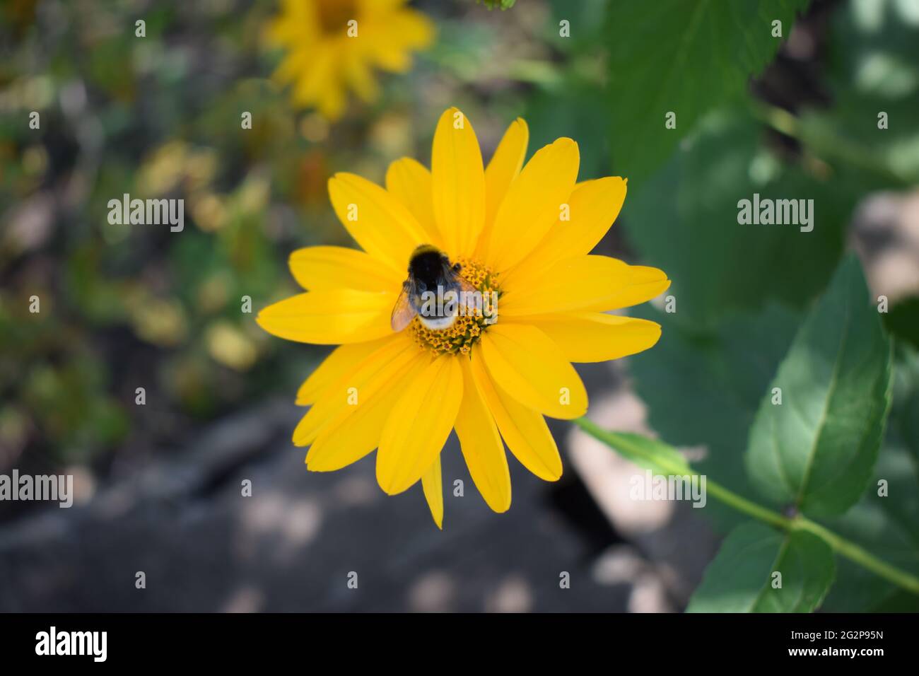 Bumble bee pollinating a bright yellow Heliopsis helianthoides cultivar ...