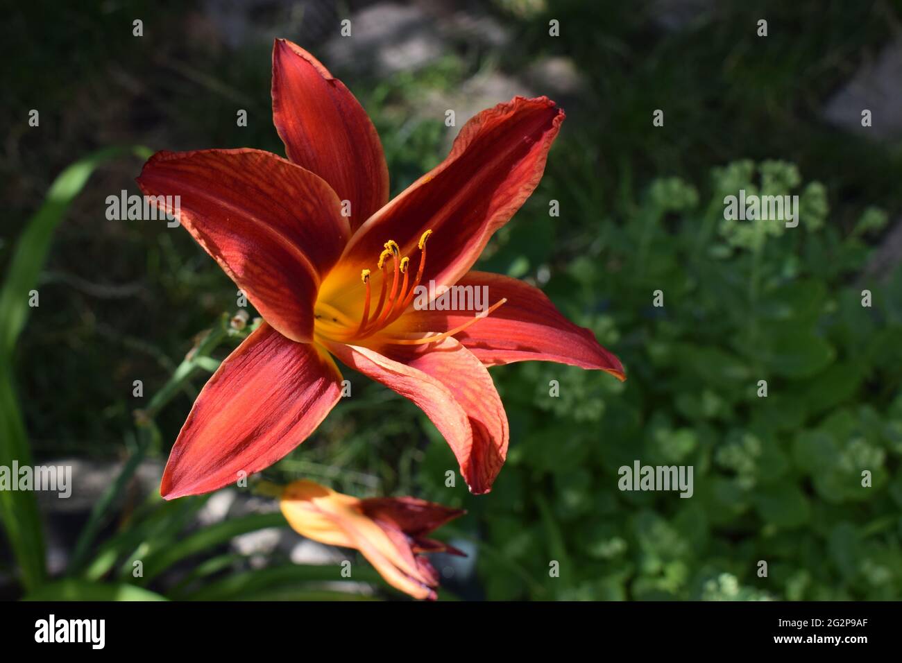 Closeup of a big red tiger lily in the garden summer. Bright red ...