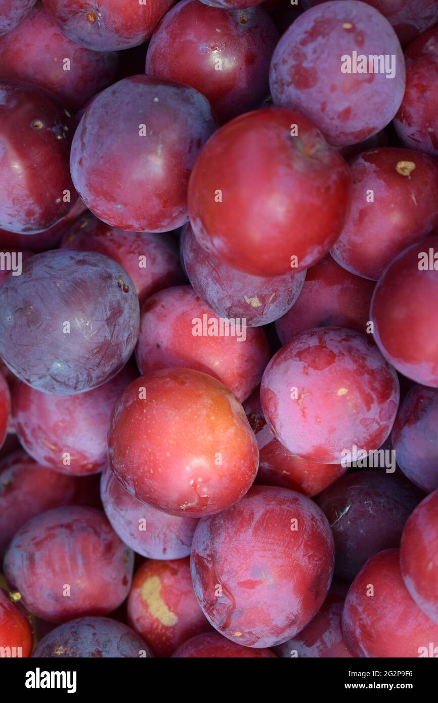 Ripe Plums Background, Texture. Ripe juicy plum close-up. Red plum in ...