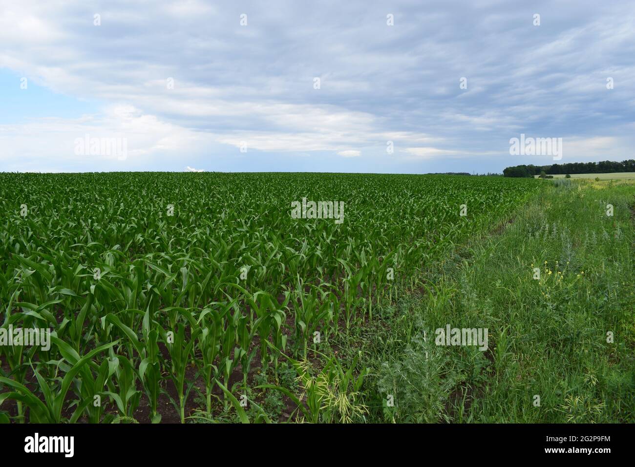Green field with young corn at sunset. Green corn maize field in early ...