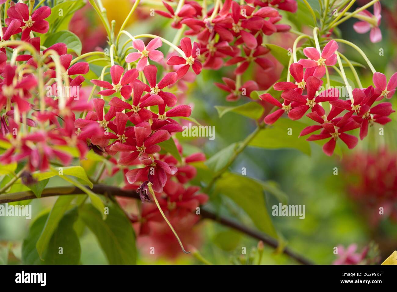 Indian quisqualis hi-res stock photography and images - Alamy