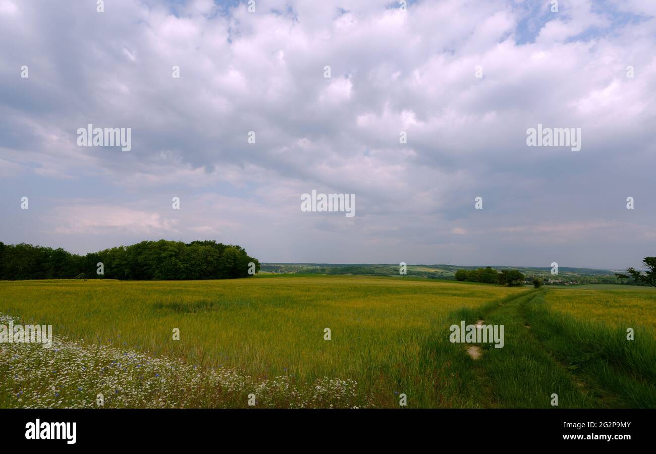 Grain field austria hi-res stock photography and images - Alamy