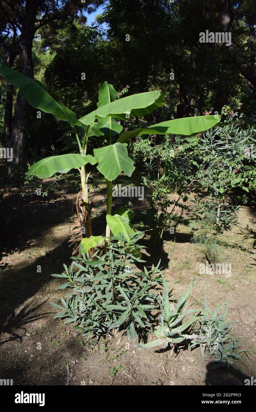 Banana trees in tropical garden. Group of big green banana leaves of ...