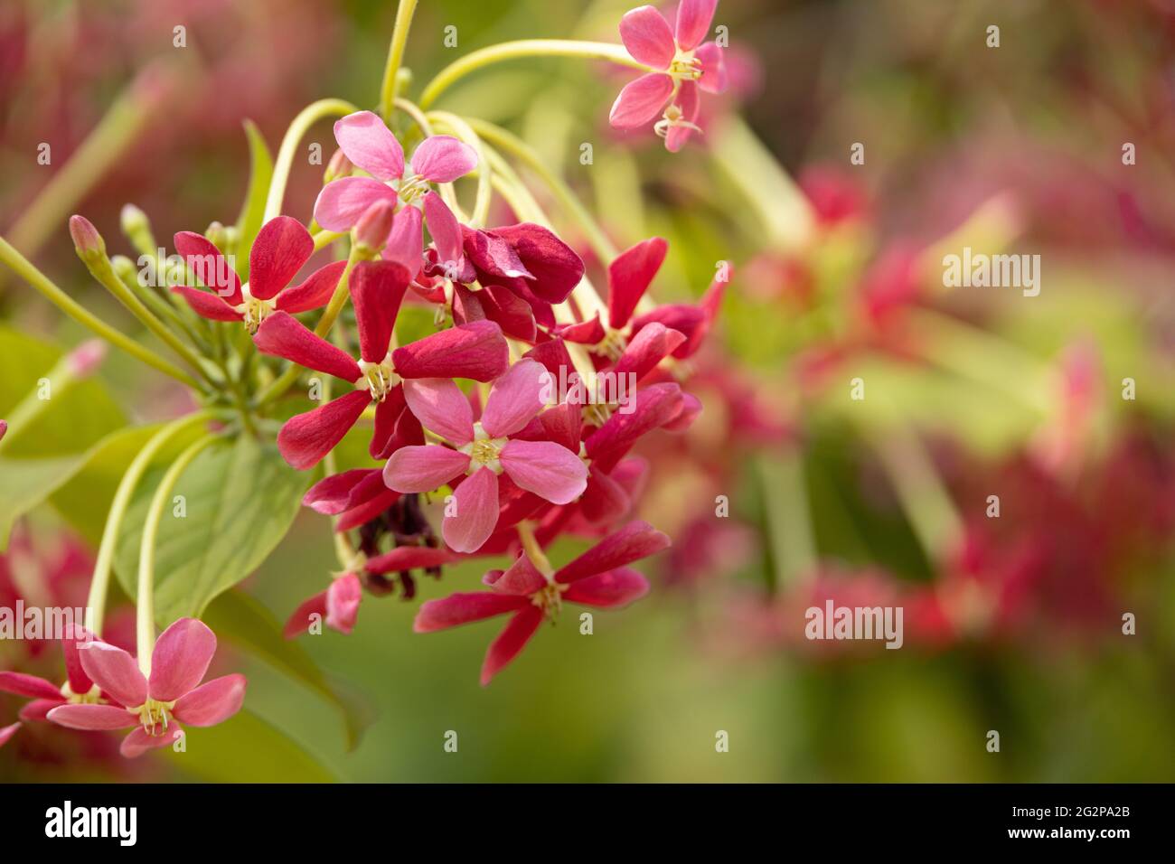 Indian quisqualis hi-res stock photography and images - Alamy