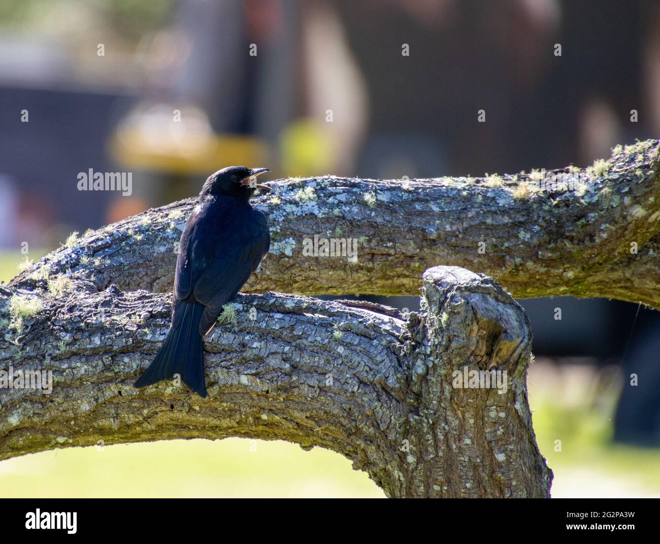 A fork-tailed drongo isolated on a tree in the wild in South Africa ...