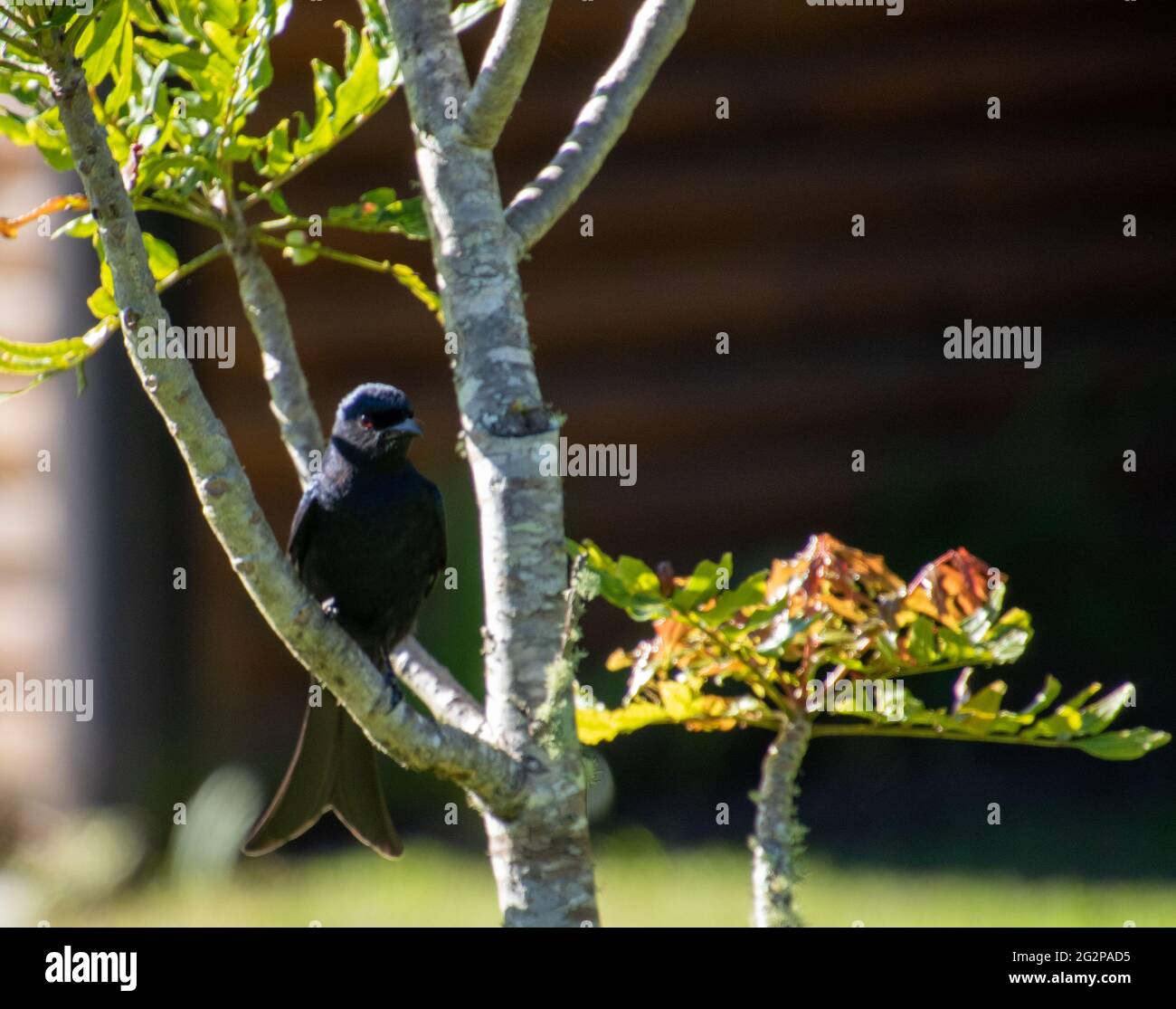 A fork-tailed drongo isolated on a tree in the wild in South Africa ...