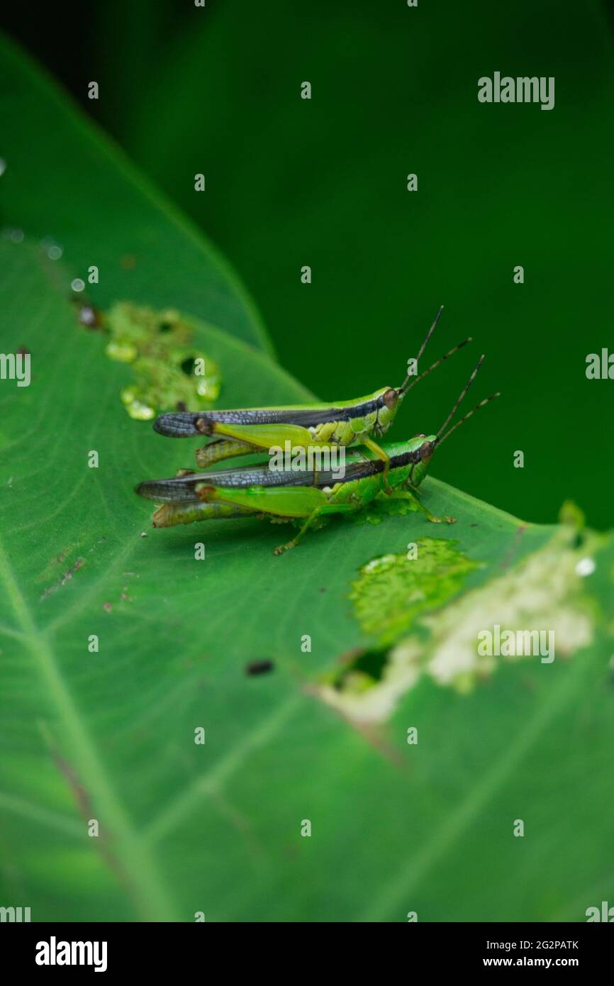 Grasshopper on forest hi-res stock photography and images - Alamy
