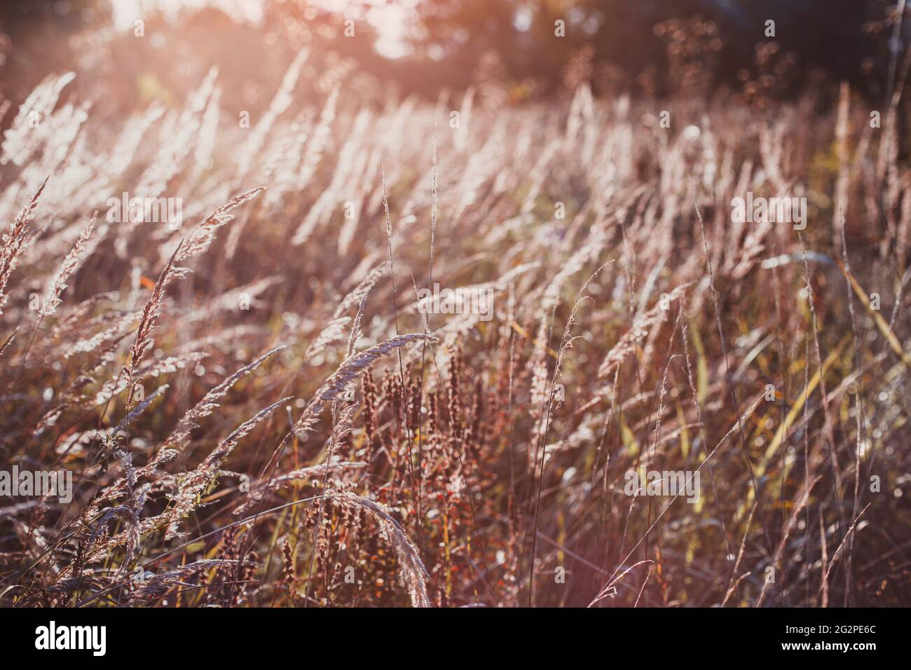Hello grass hi-res stock photography and images - Alamy