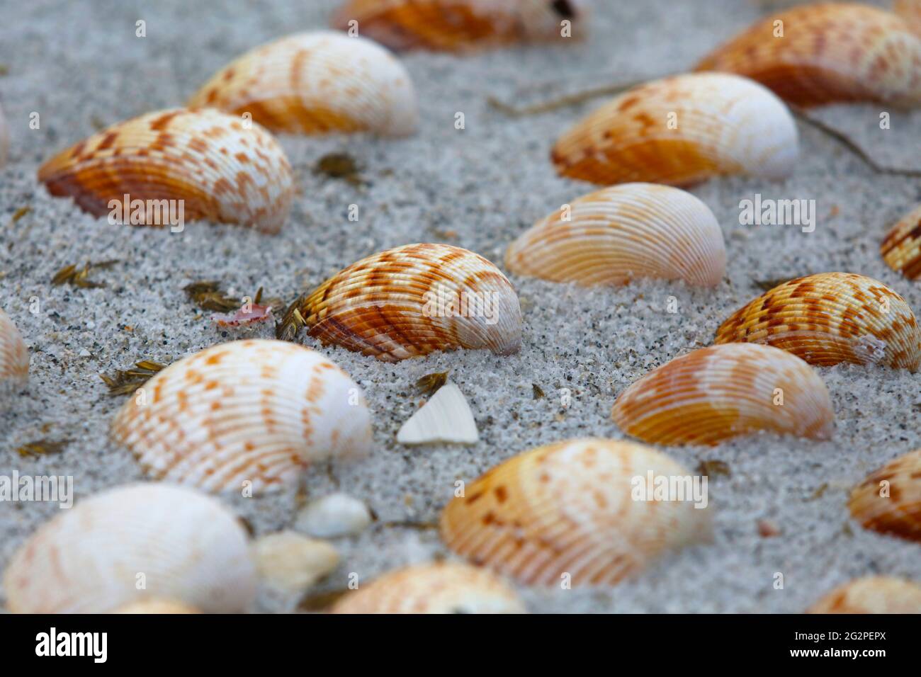 Florida gulf coast shells hi-res stock photography and images - Alamy