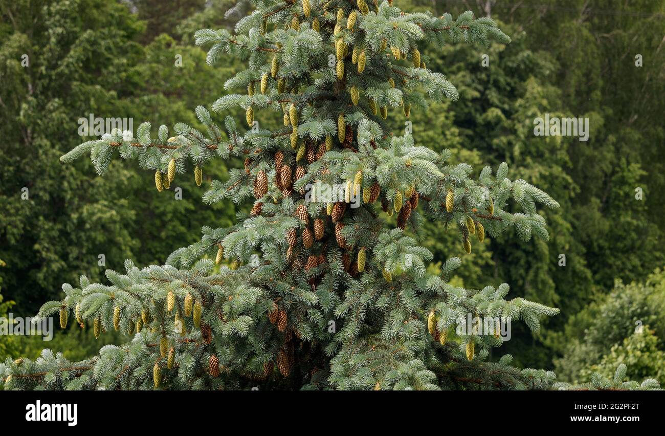 Silver spruce hi-res stock photography and images - Alamy