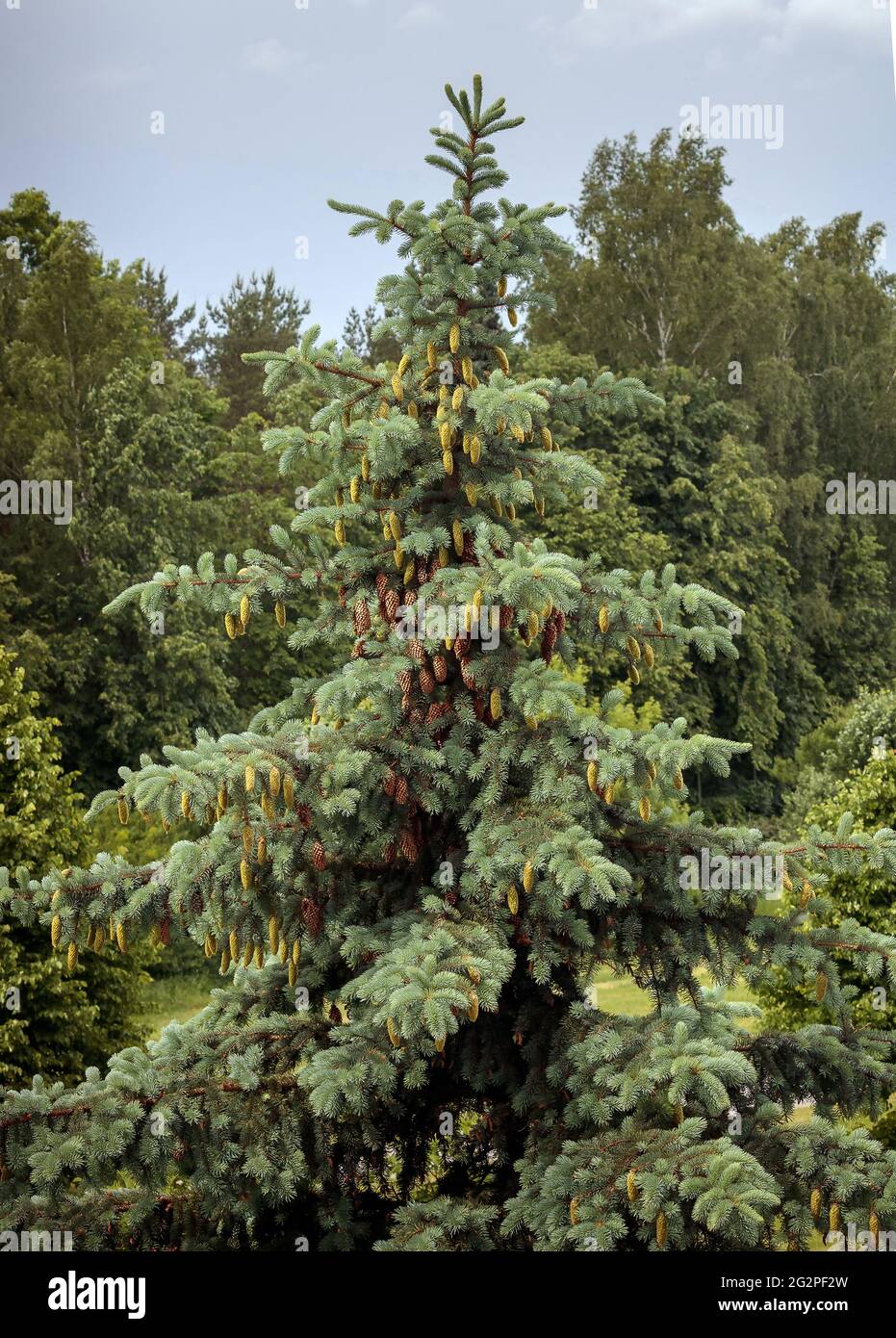 The top of a Latvian silver spruce with many young green cones and old ...