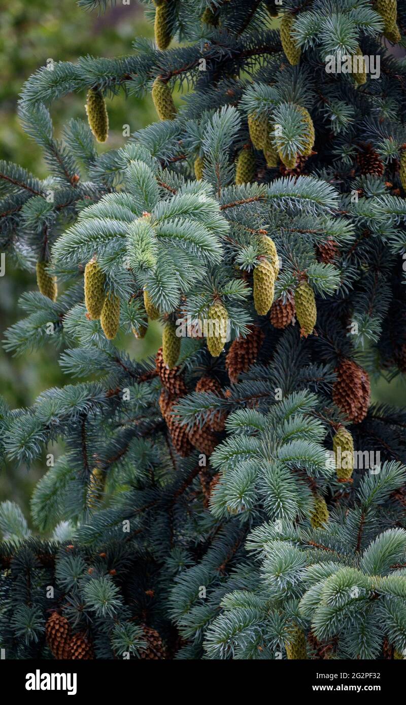 Silver spruce hi-res stock photography and images - Alamy