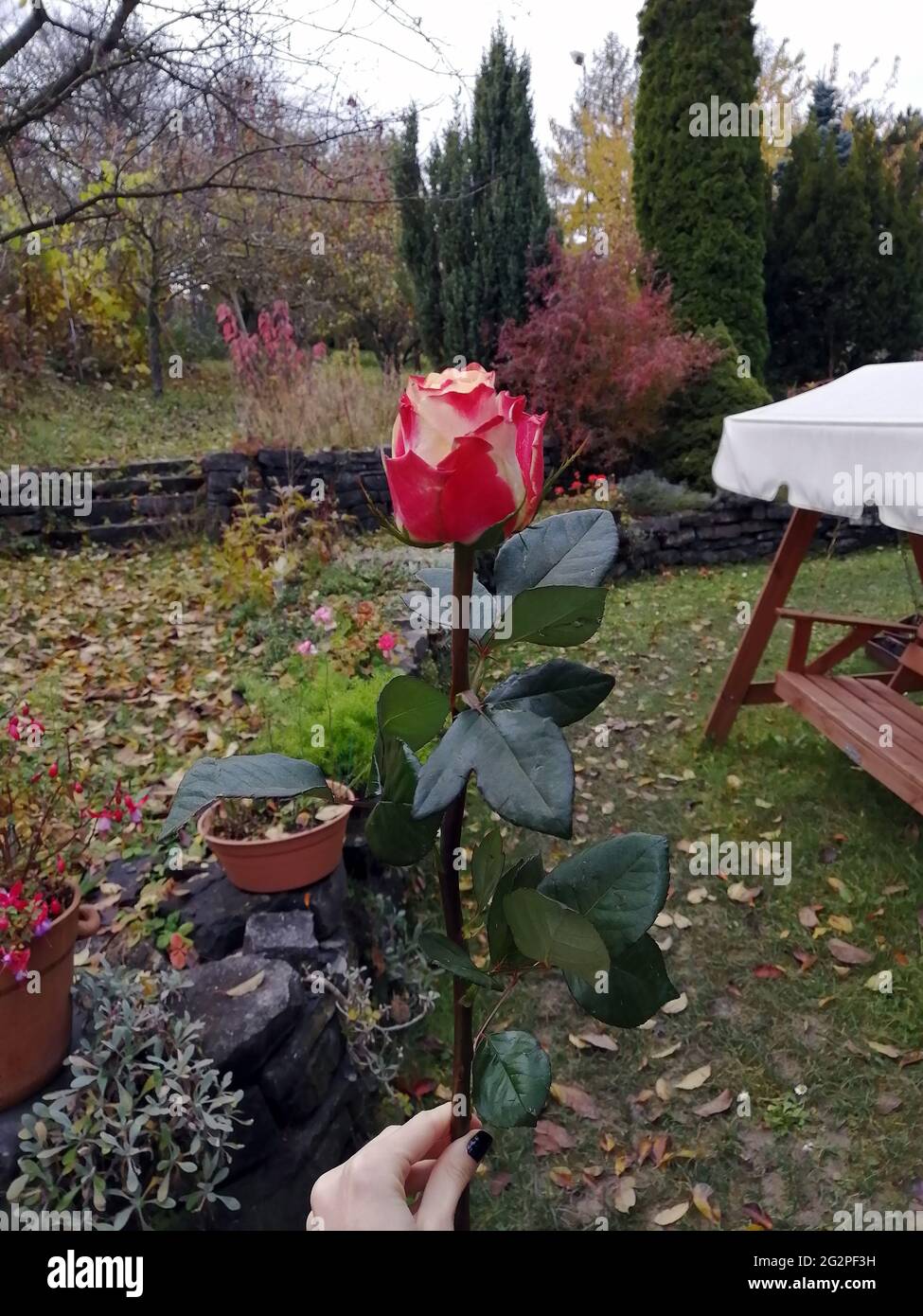 Rose flower, hand holding red and yellow rose flower Stock Photo - Alamy