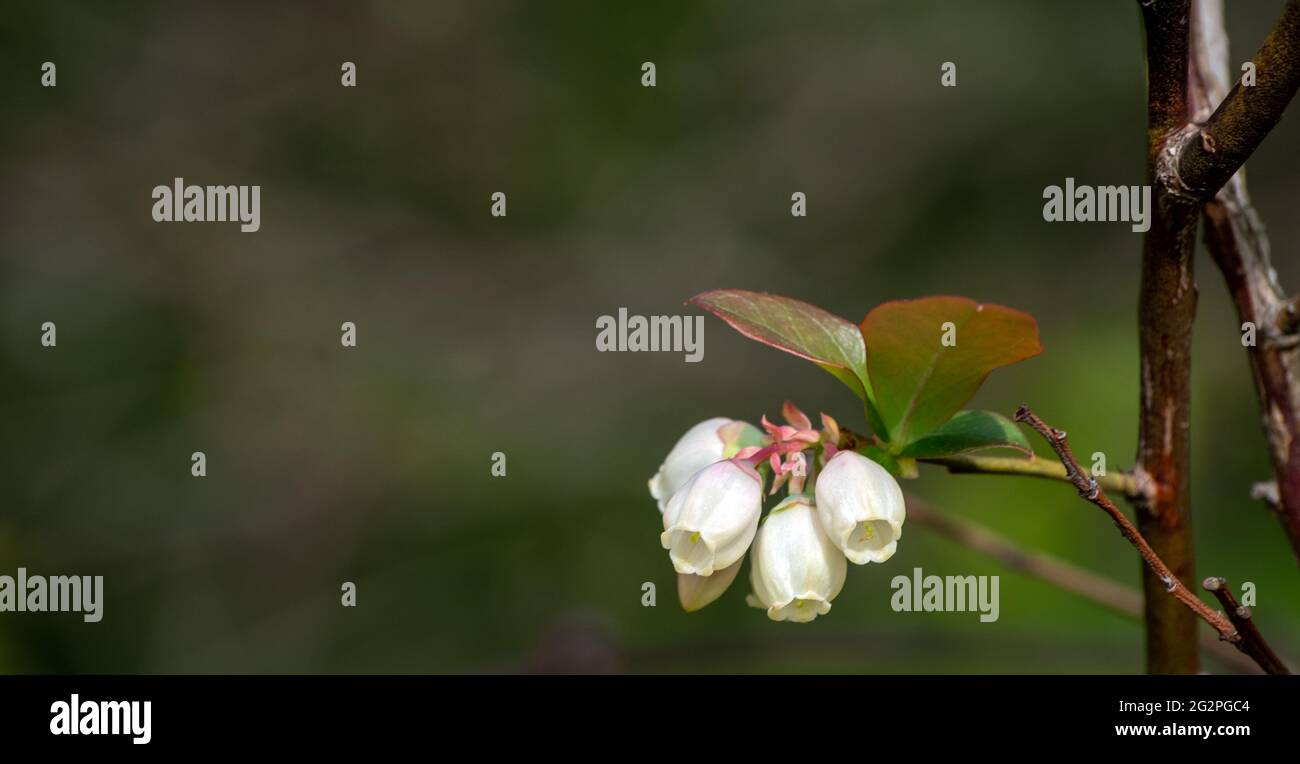 A pretty cluster of white blueberry buds and green leaves in southwest ...
