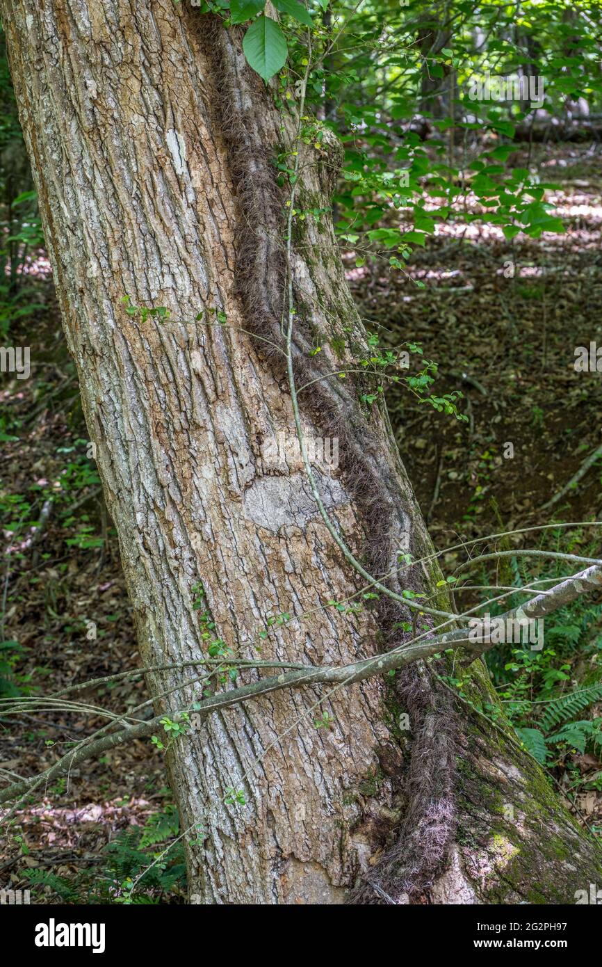 Closeup view of a large poison ivy vine growing up a big tree thick with lots of hairy roots to ...