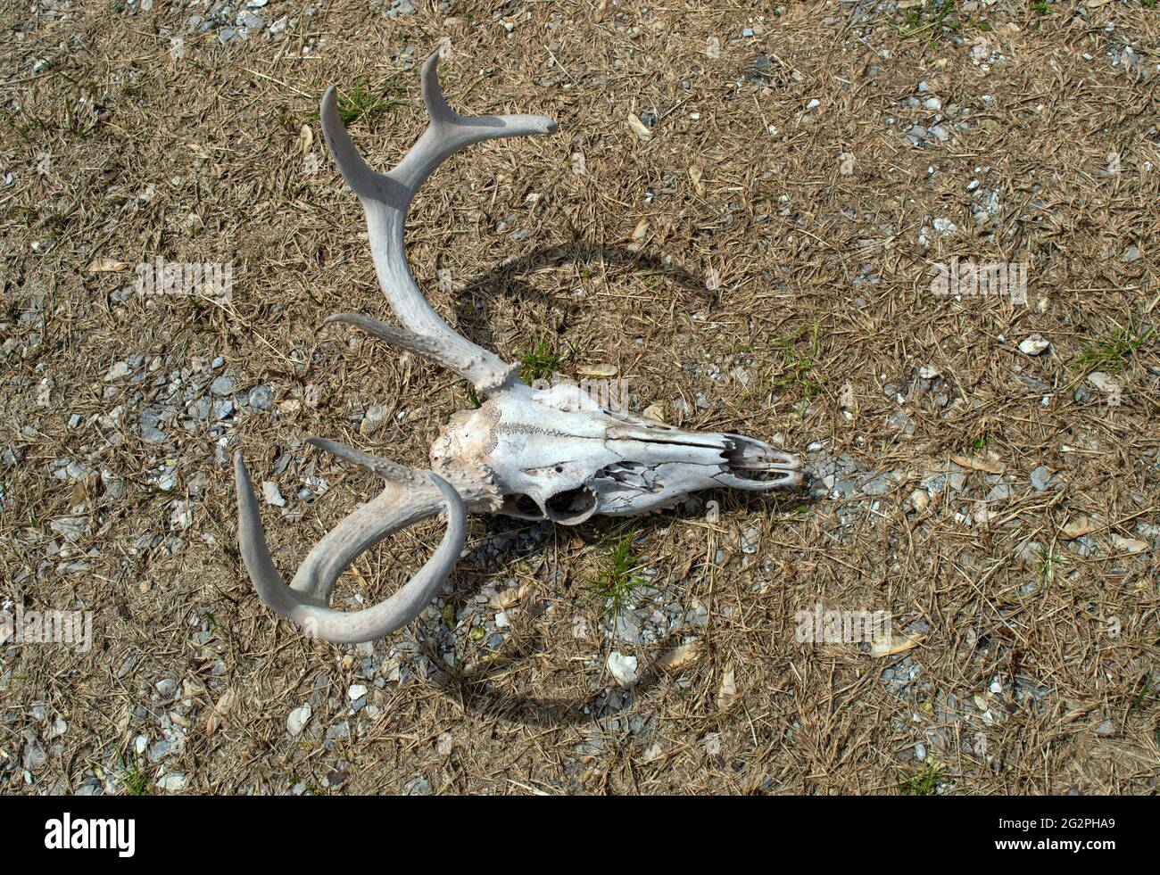 Bright sunshine casts the horn shadows on the ground from this seven ...