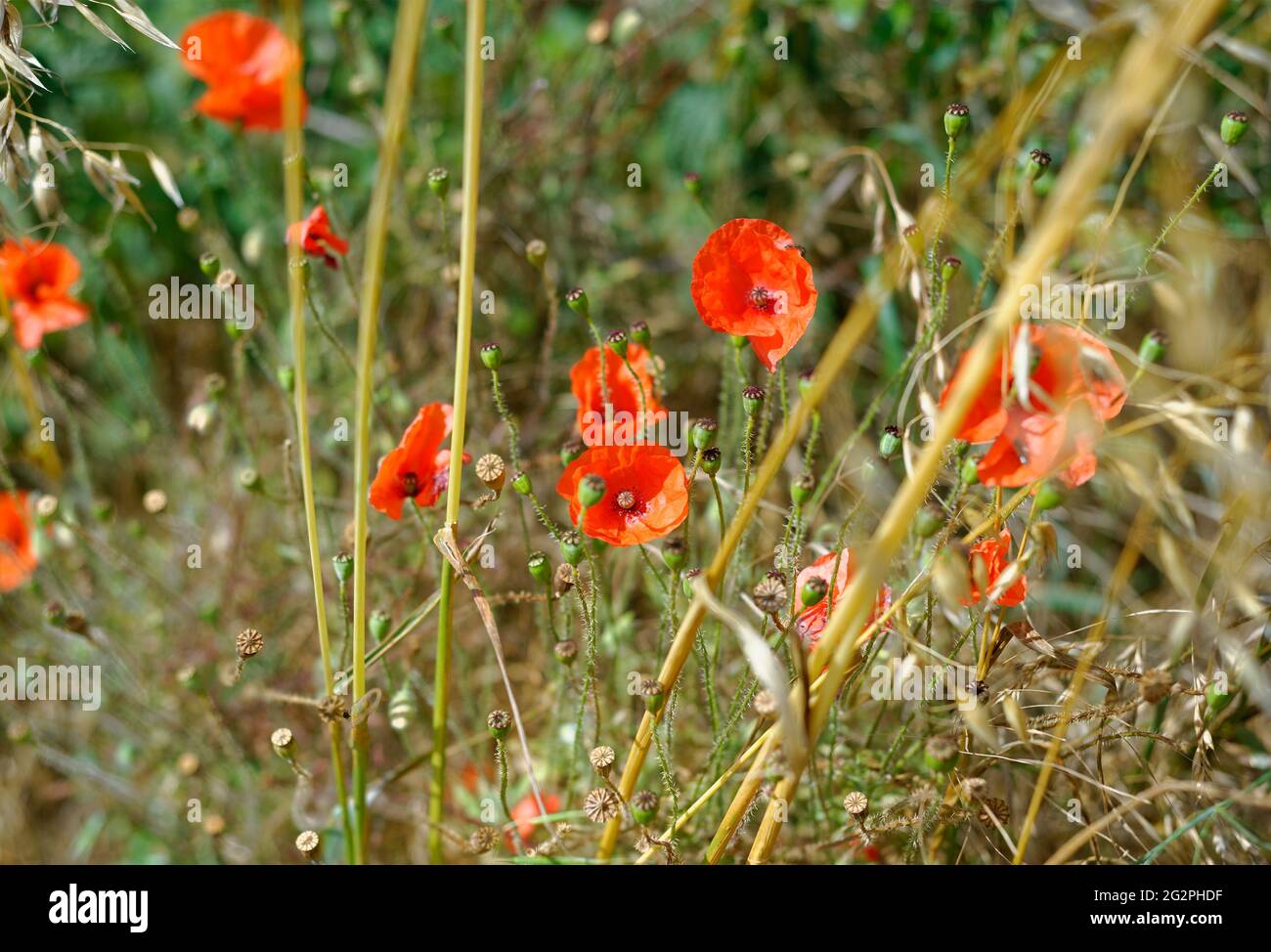 English poppy field hi-res stock photography and images - Alamy