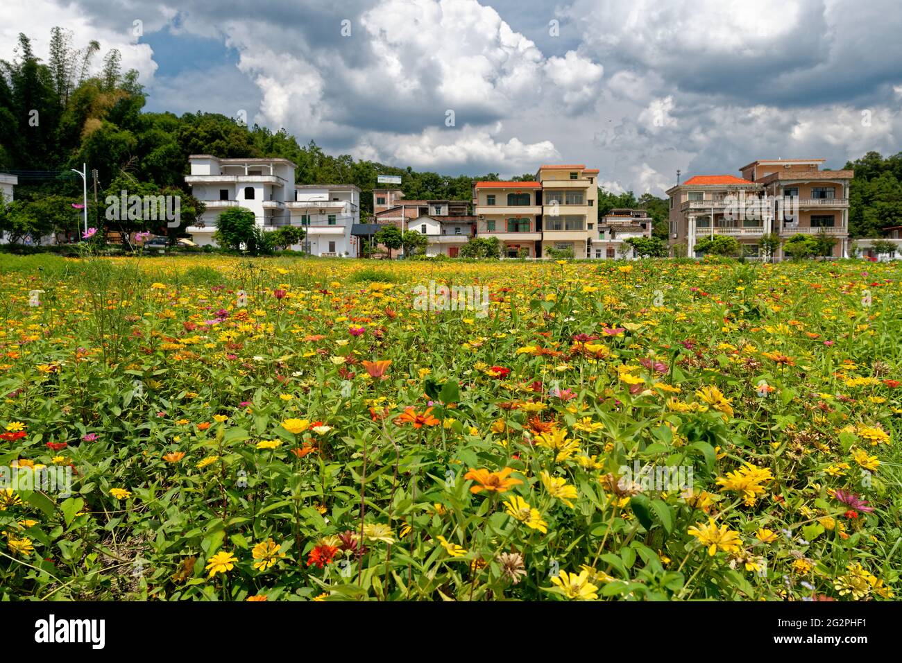 Flora china hi-res stock photography and images - Alamy