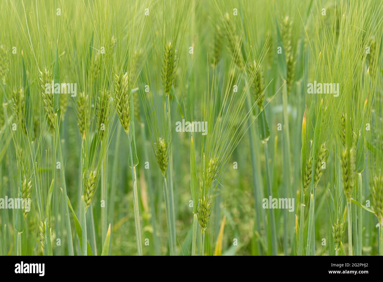 Grain growing plain hi-res stock photography and images - Alamy
