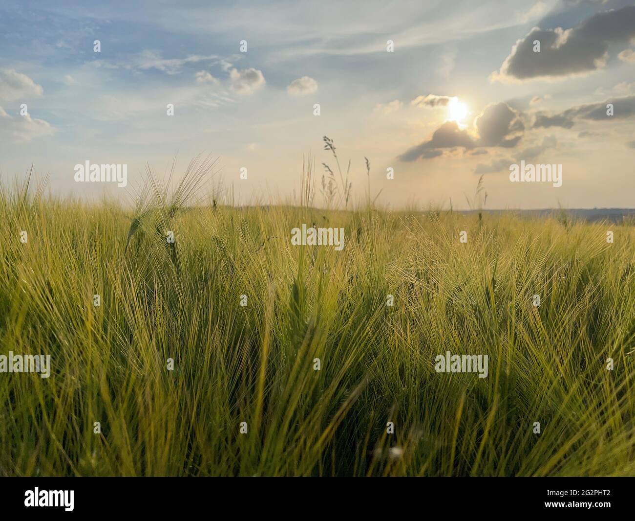 A field of tall grass. View of a paddy field during sunrise, sunset ...