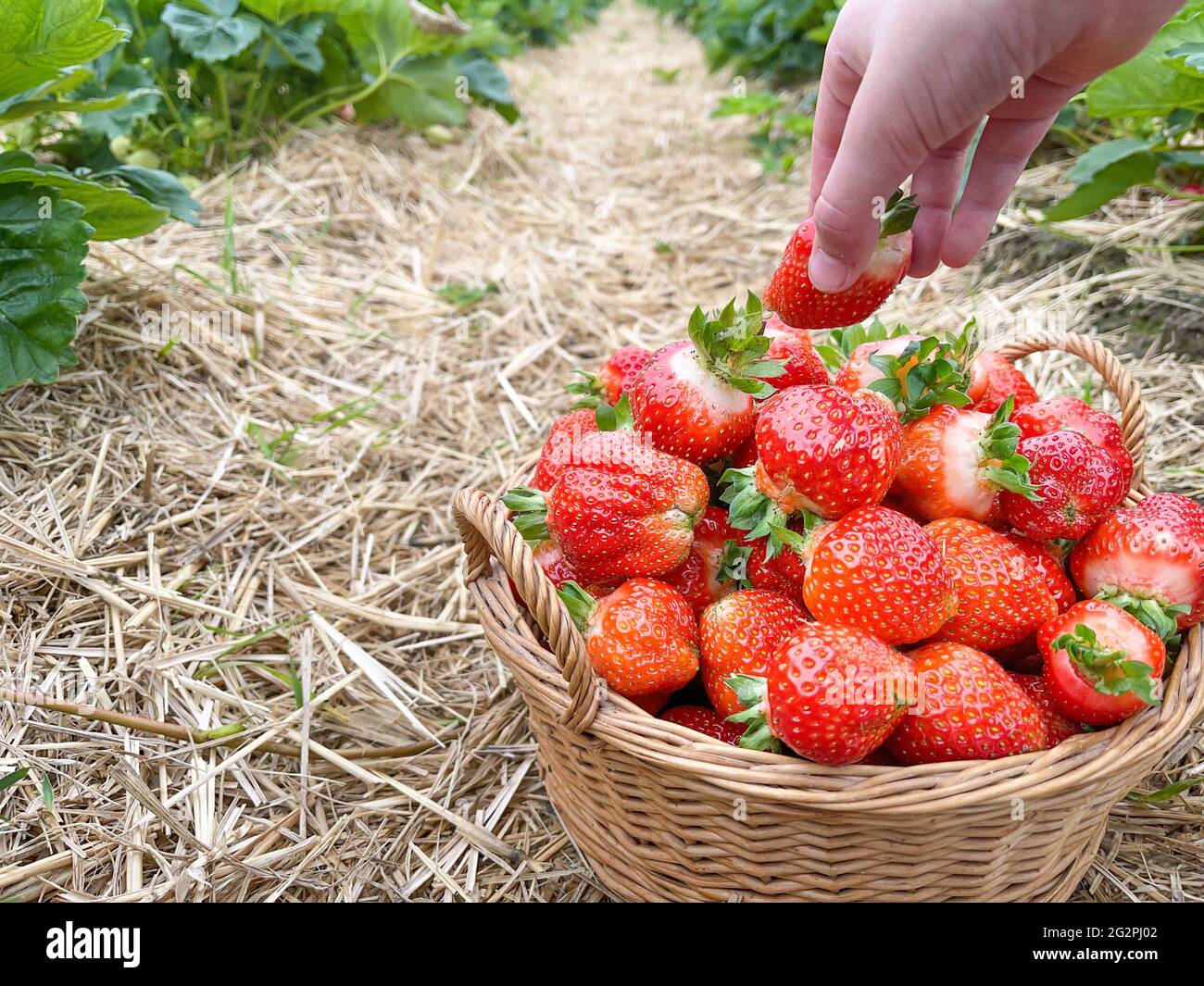 A person holding a fruit, strawberry. Humans hand holding a strawberry ...