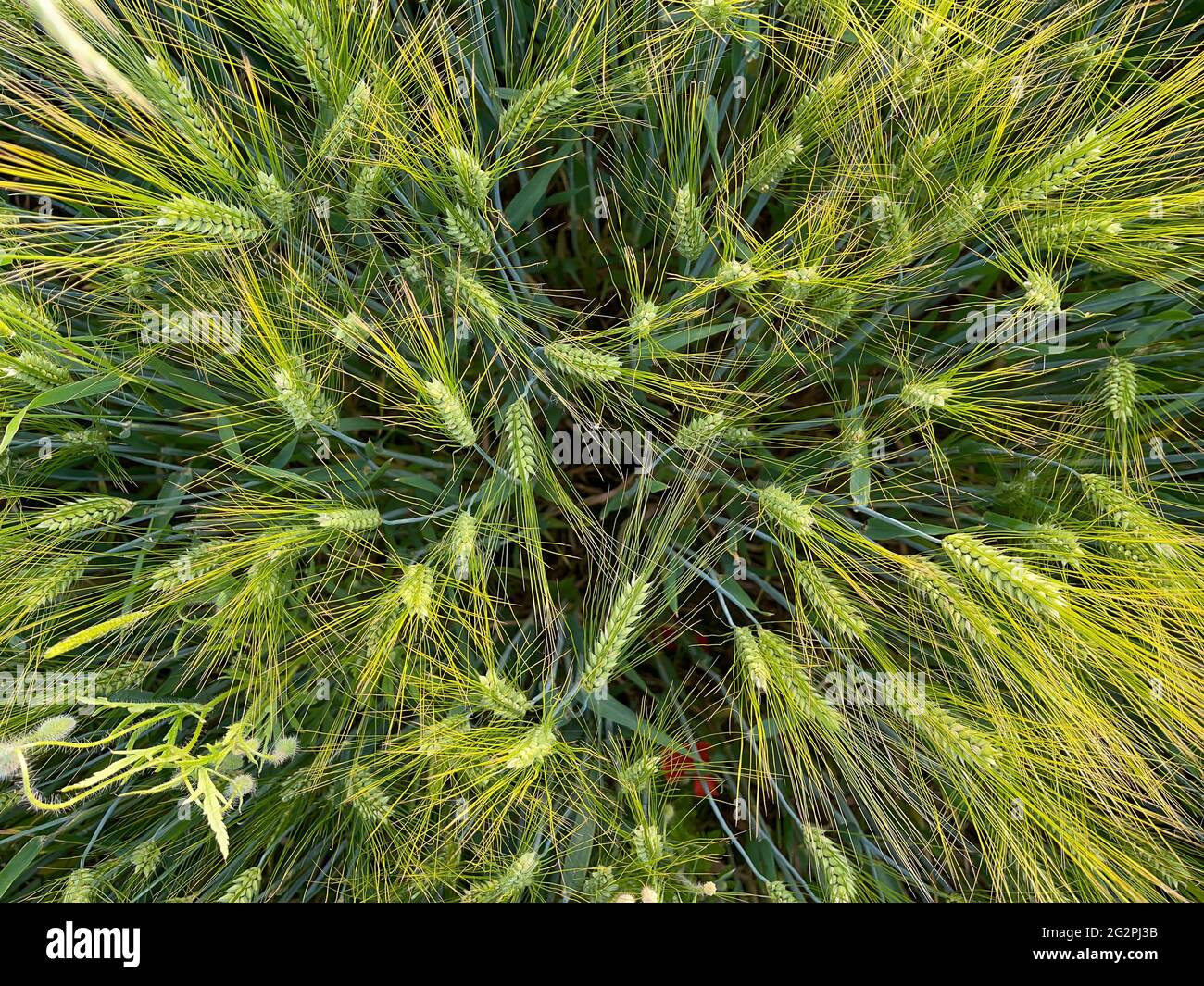 A close up of a plant, Blowing fluffy grass Stock Photo - Alamy