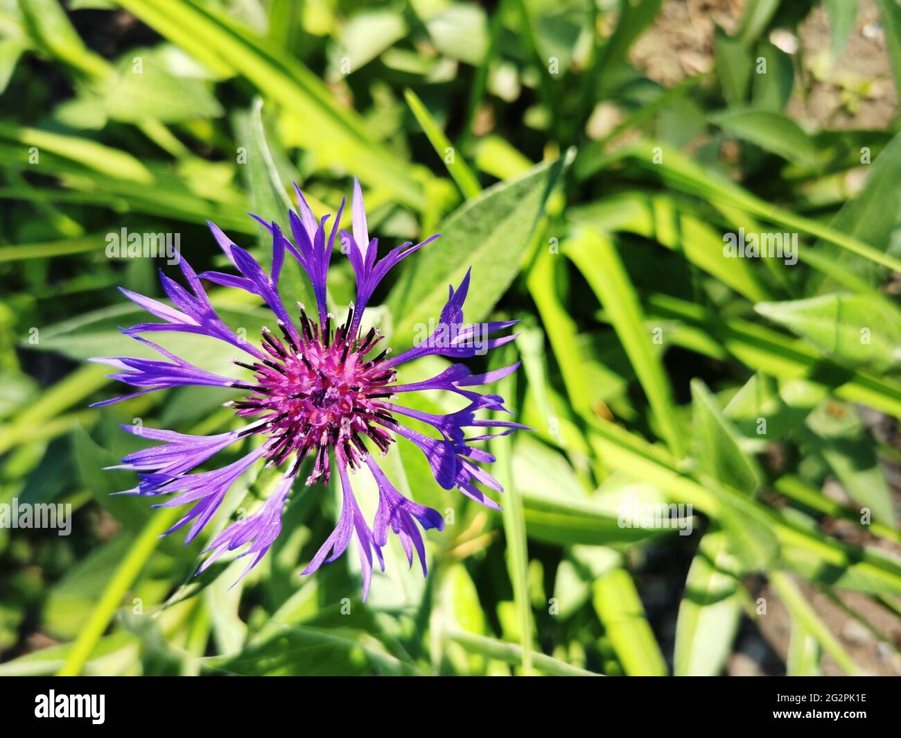 Closeup shot of a purple Mountain bluet flower with green leaves Stock ...