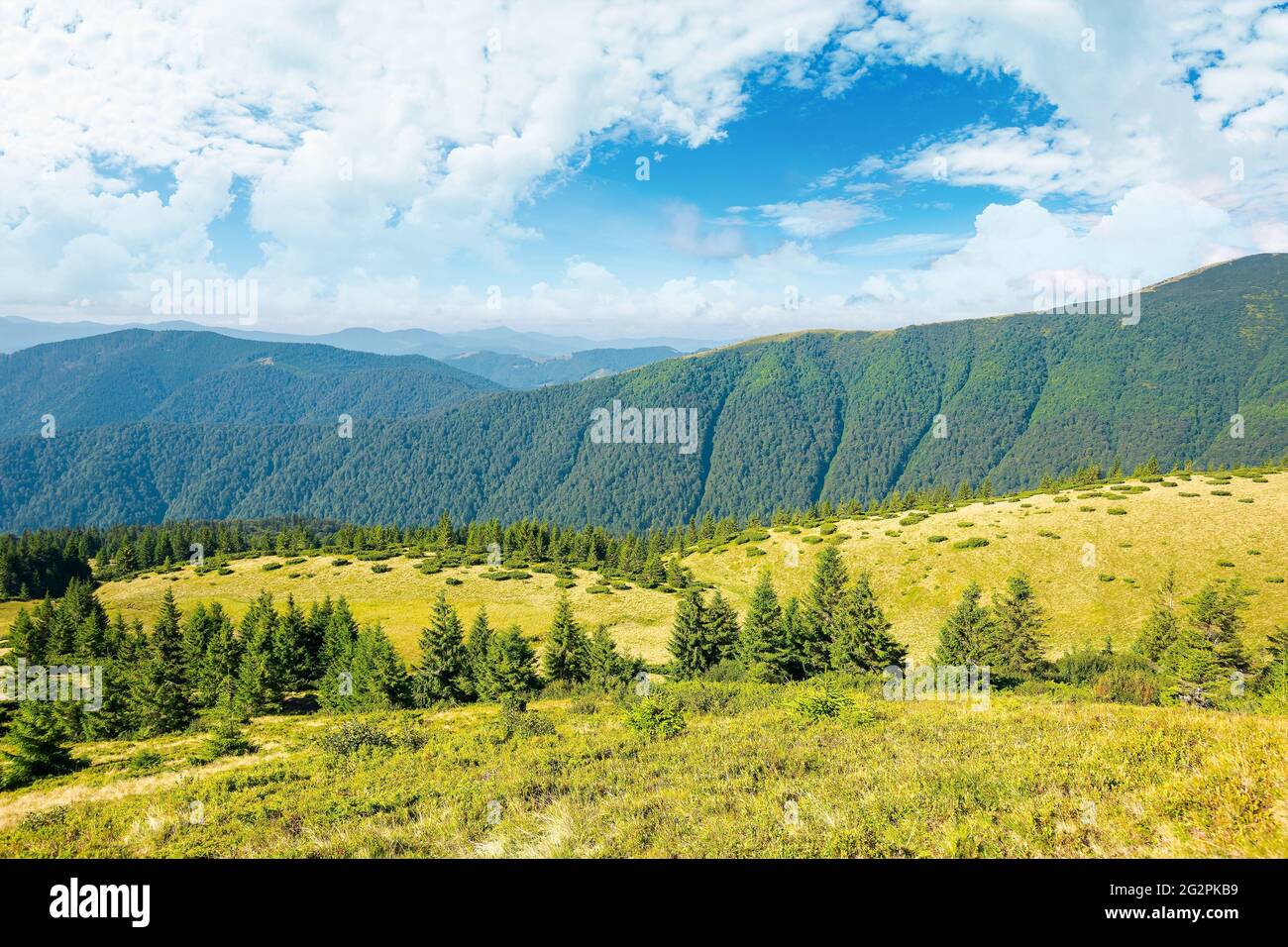 carpathian mountain landscape in summertime. beautiful countryside scenery with trees on the ...