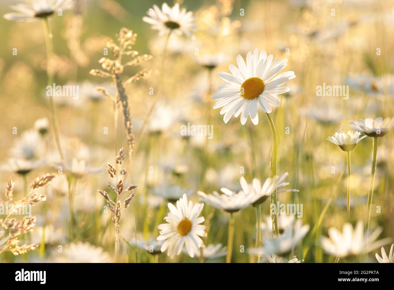 Field of daisies at sunset hi-res stock photography and images - Alamy