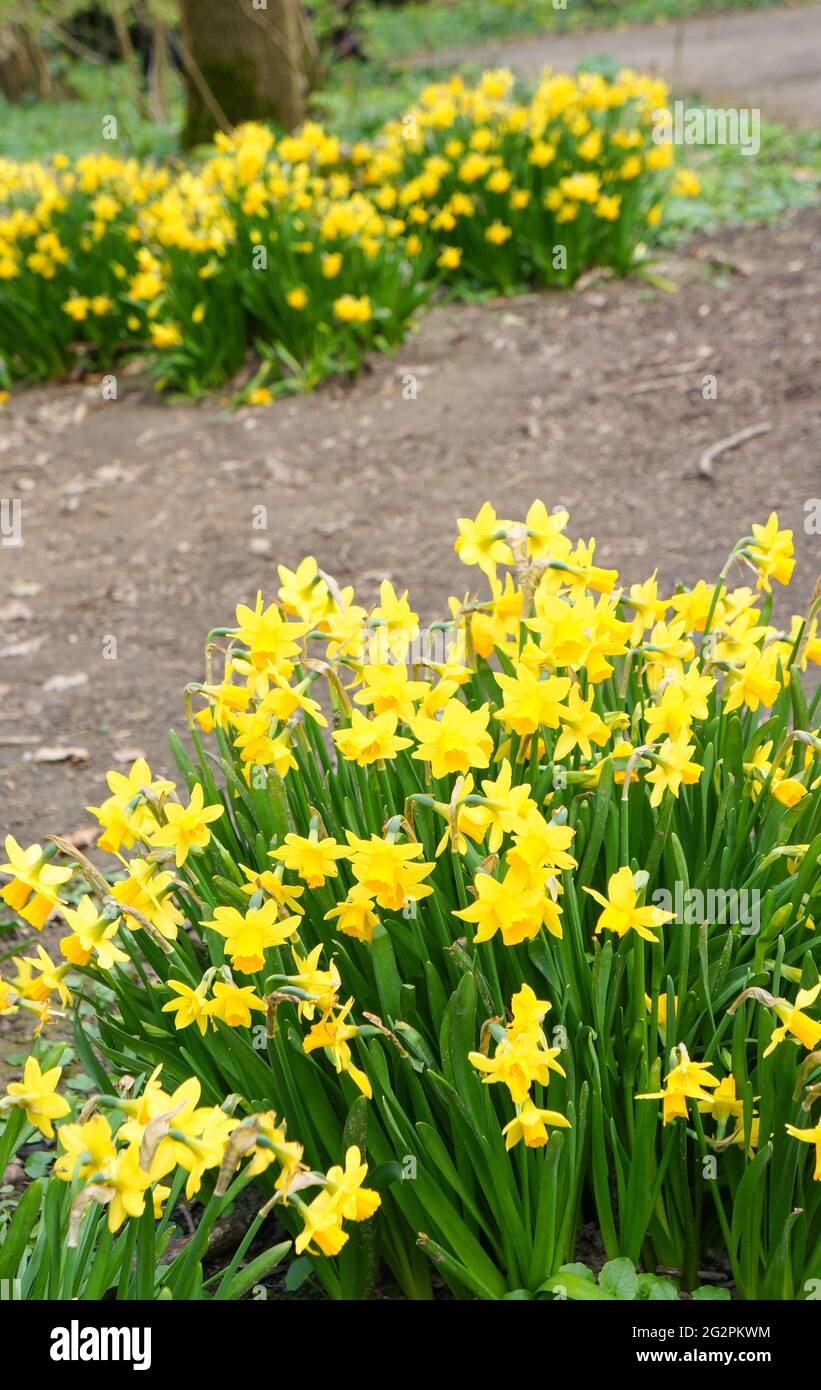 Vertical shot of narcissuses in a garden on a bright day Stock Photo ...