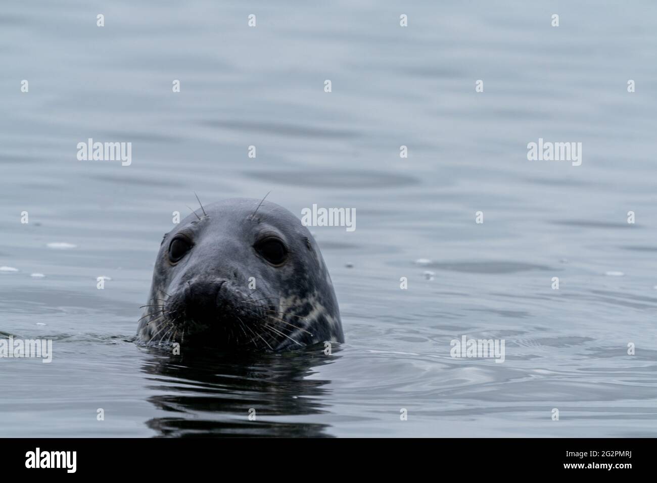 A close up view of a gray seal peeking out of the water Stock Photo - Alamy