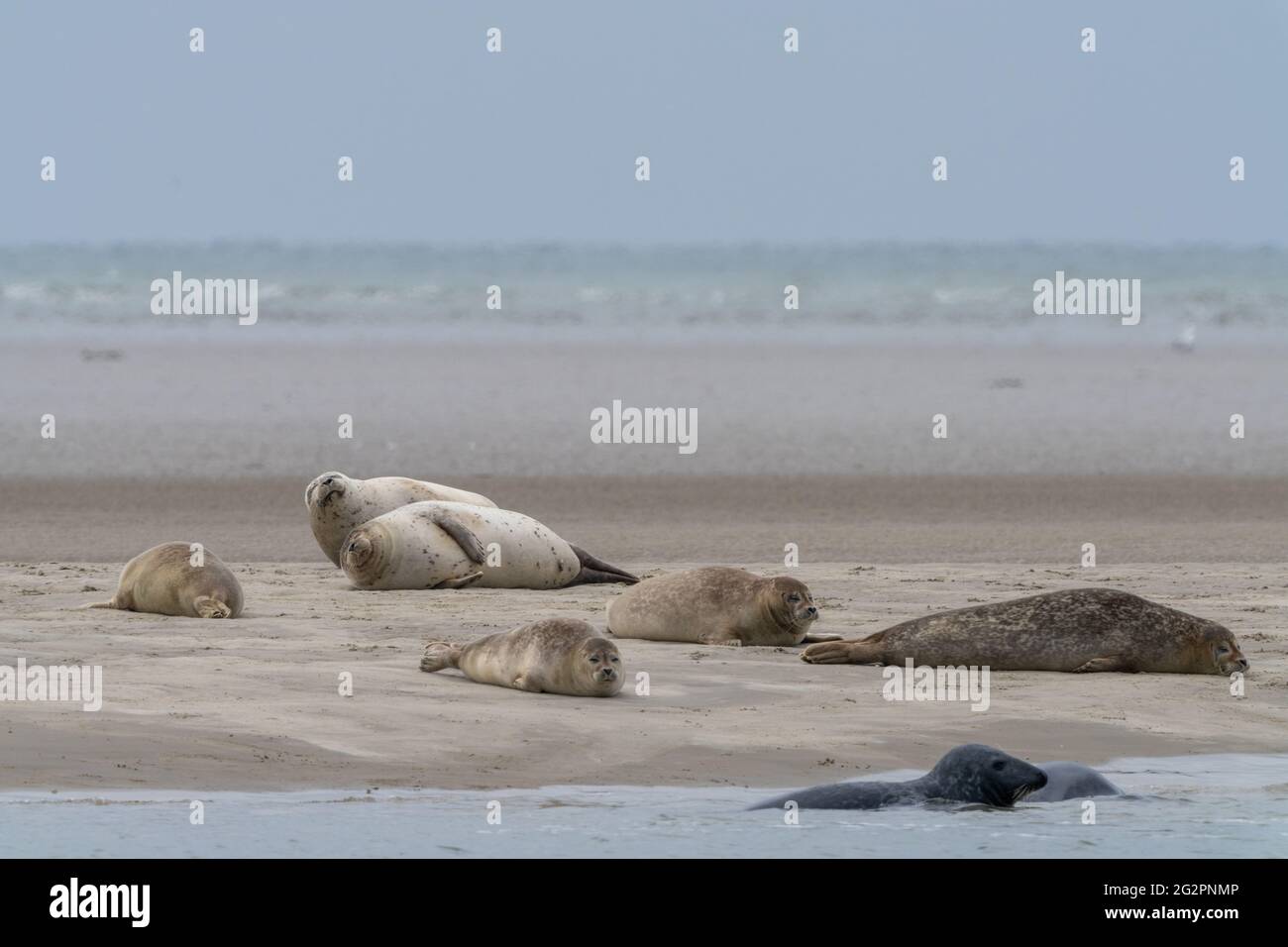 A colony of common seals basking in the sun on a sand bar in western ...