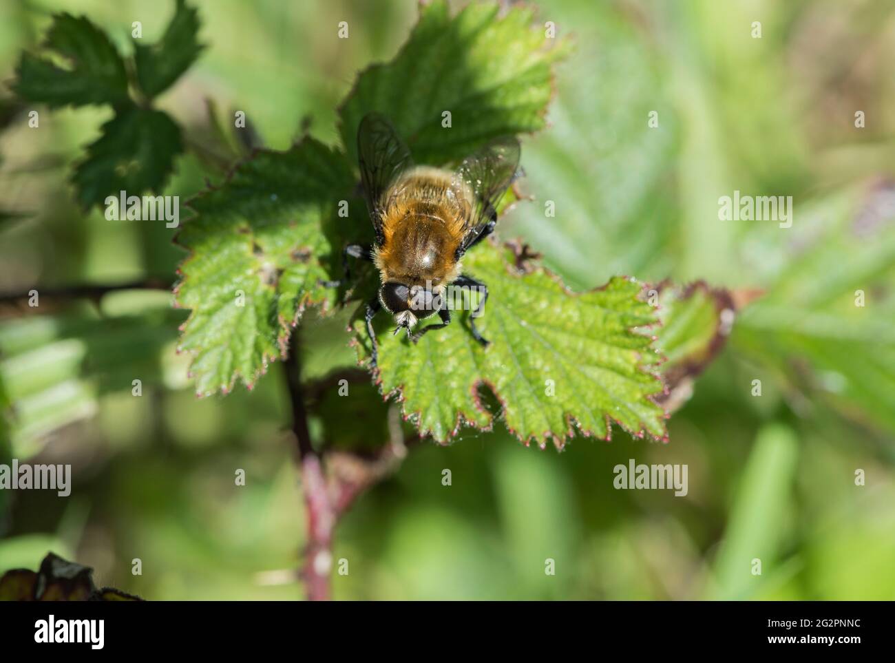 Narcissus Bulb Fly (Merodon equestris Stock Photo - Alamy