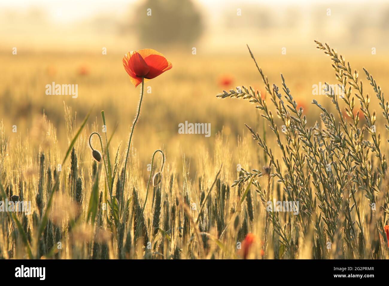 Sunrise poppies poppy hi-res stock photography and images - Alamy