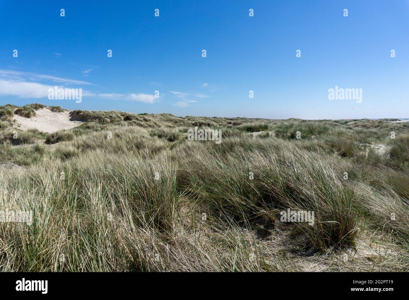 A view of tall sand dunes covered in reeds and grasses under a blue sky ...