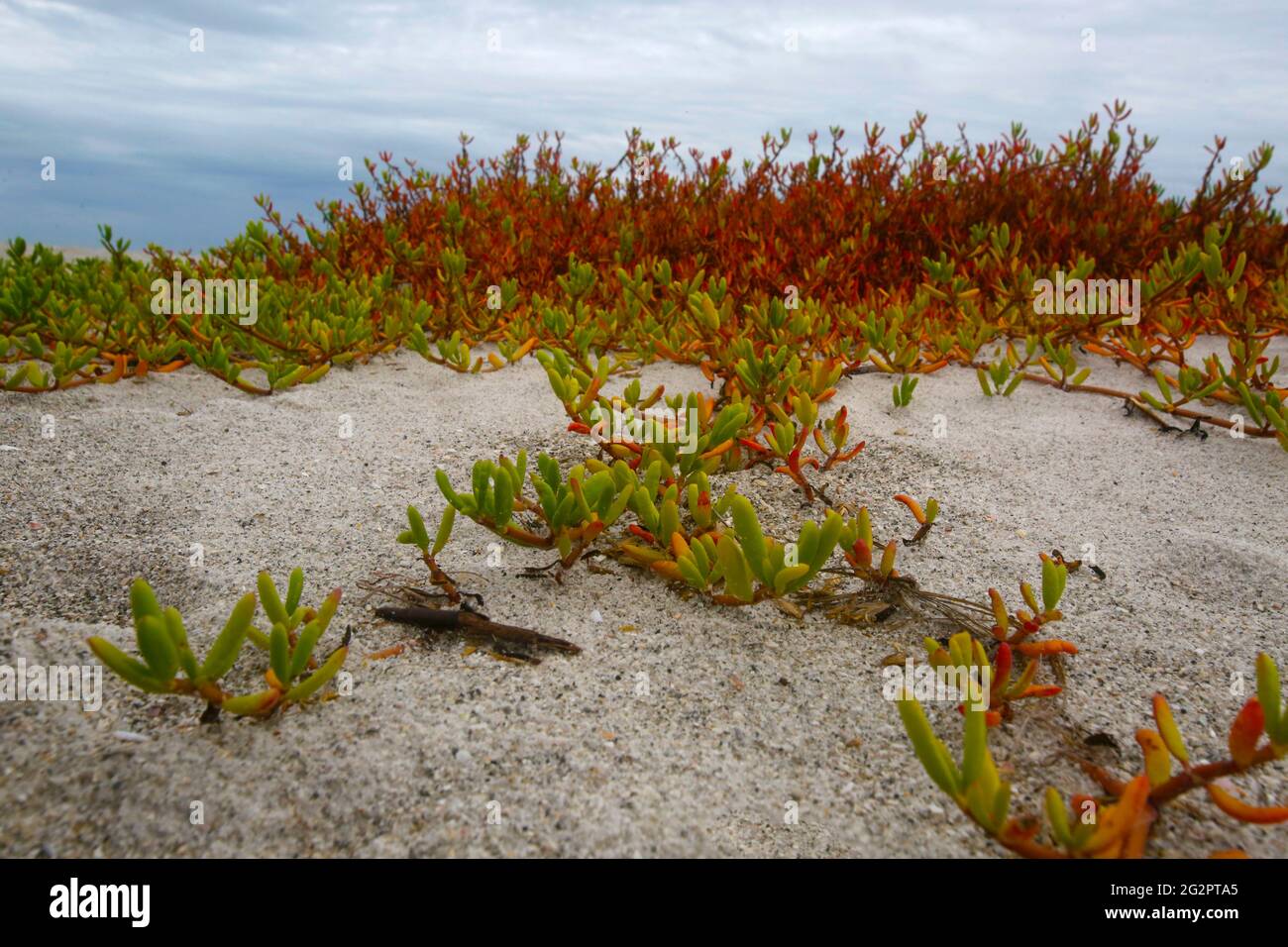 An inkberry plant spreads down a dune at the beach on Longboat Key in ...
