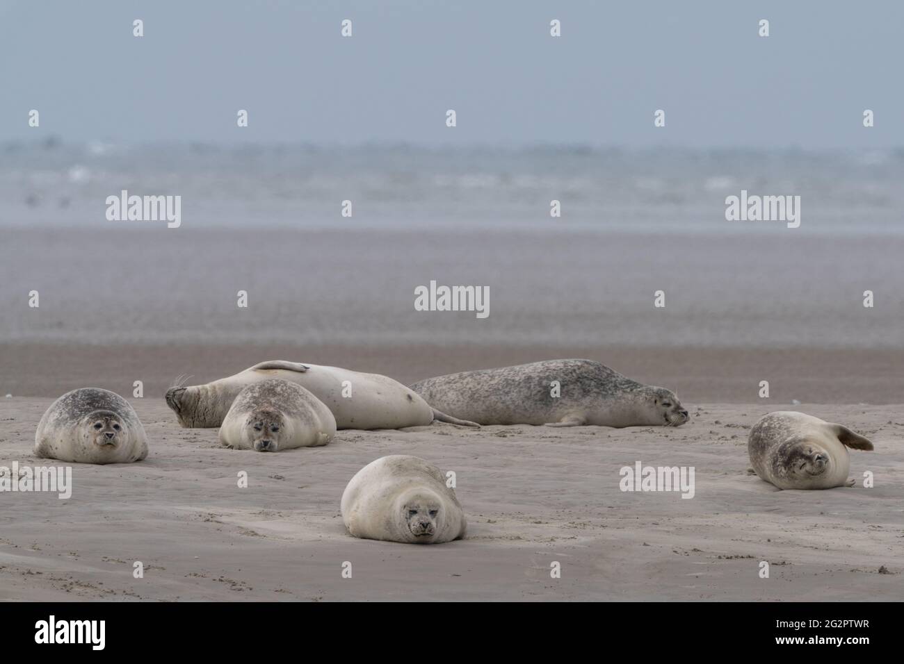 A close up view of common seals on the sand bank of Galgerev on Fano ...