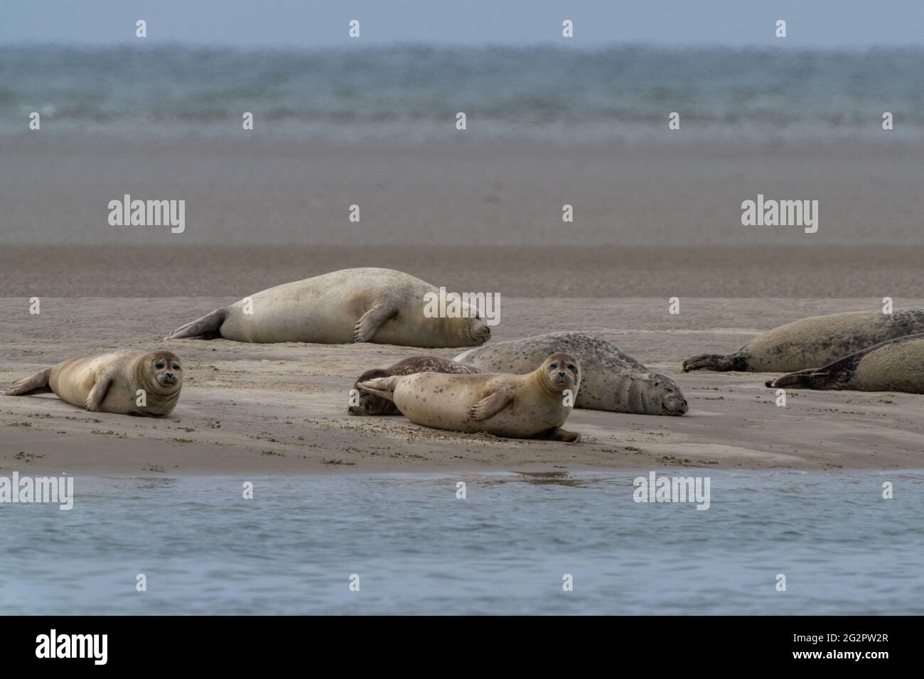 Wadden sea seals denmark hi-res stock photography and images - Alamy