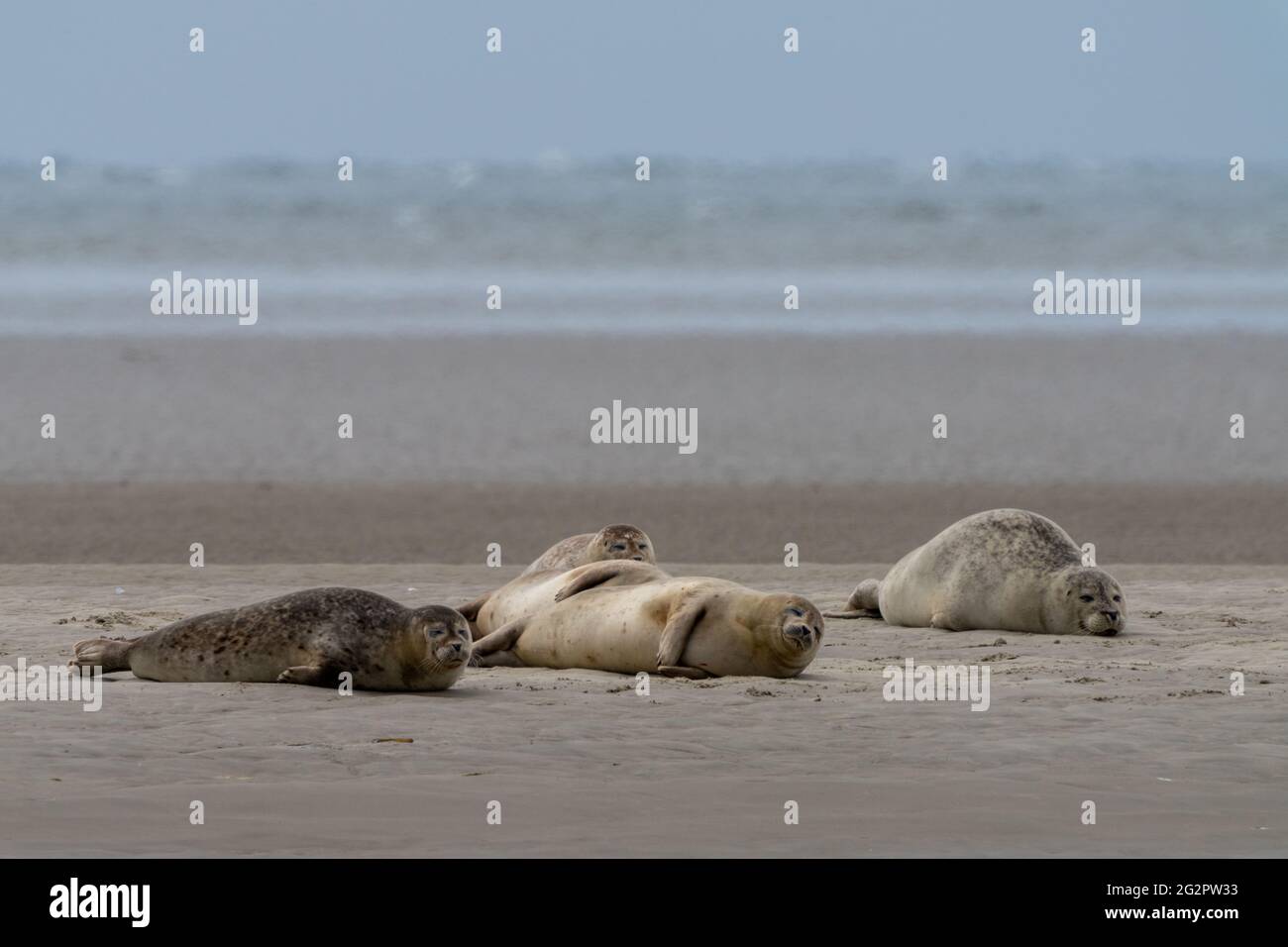 Fano denmark seals hi-res stock photography and images - Alamy