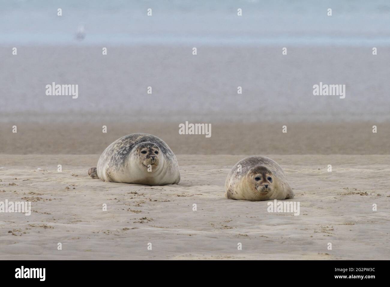 View of two common seals basking in the sun on a sandbank in the Wadden ...