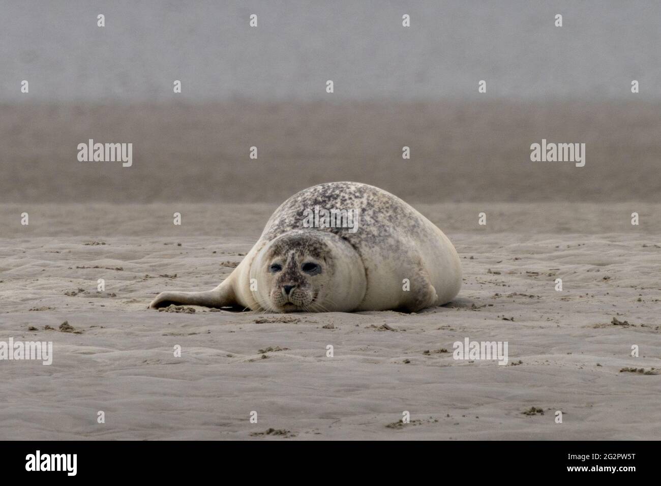A common seal basking in the sun on a sandbank in the Wadden Sea Stock ...