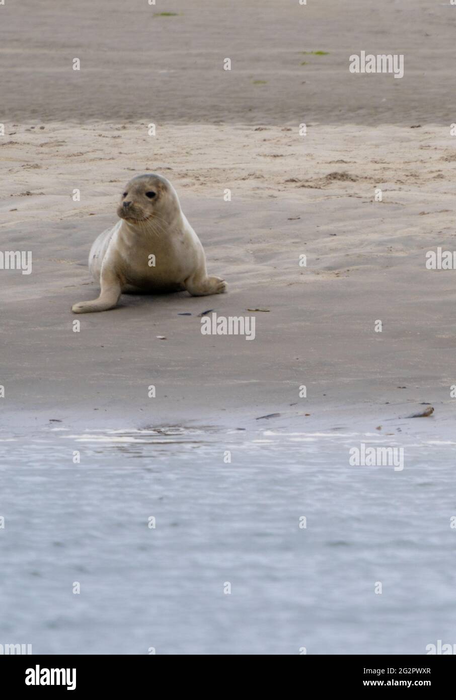 A young common seal basking in the sun on a sandbank in the Wadden Sea ...