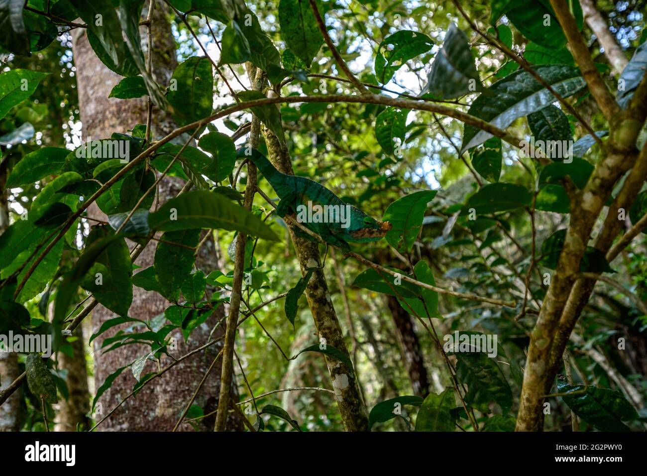 Lemures ghosts or spirits hi-res stock photography and images - Alamy